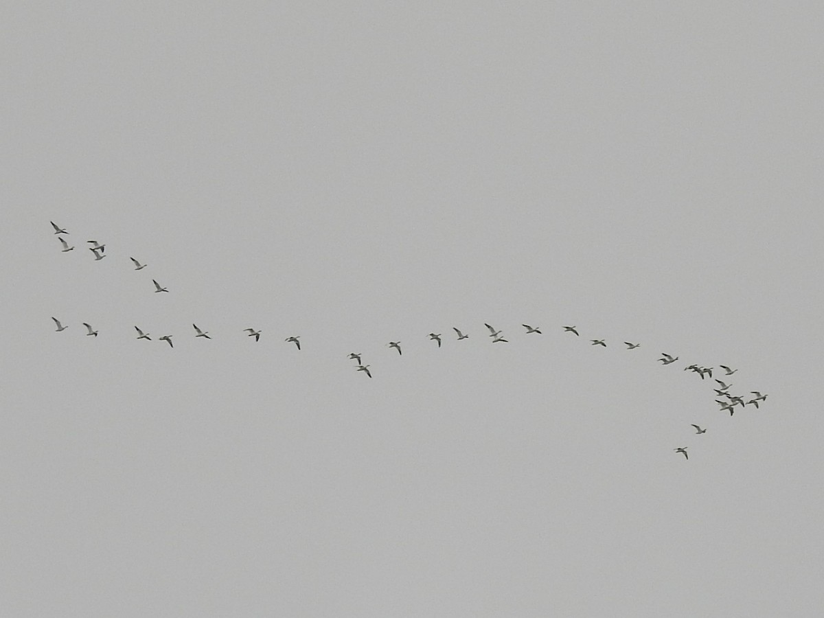 eBird Checklist - 21 Sep 2021 - Lower Moller Park - 6 species