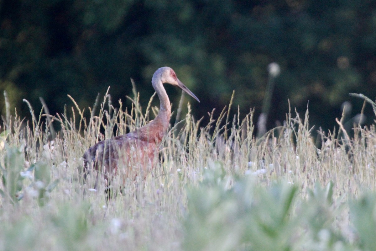 eBird Checklist - 17 Jun 2021 - Waterloo RA--Riethmiller Rd. grasslands ...