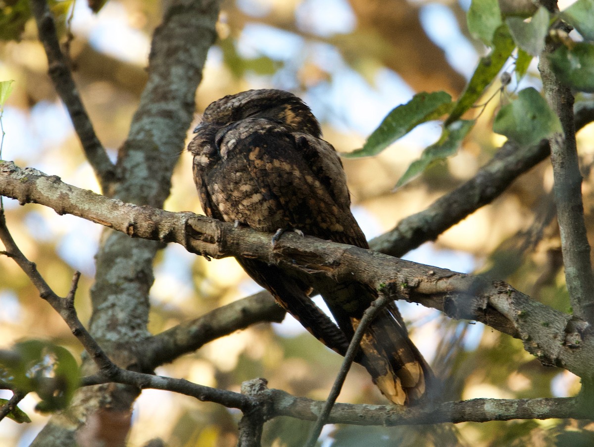 eBird Checklist - 22 Sep 2021 - Lewisville Lake--Gammon Road - 2 species