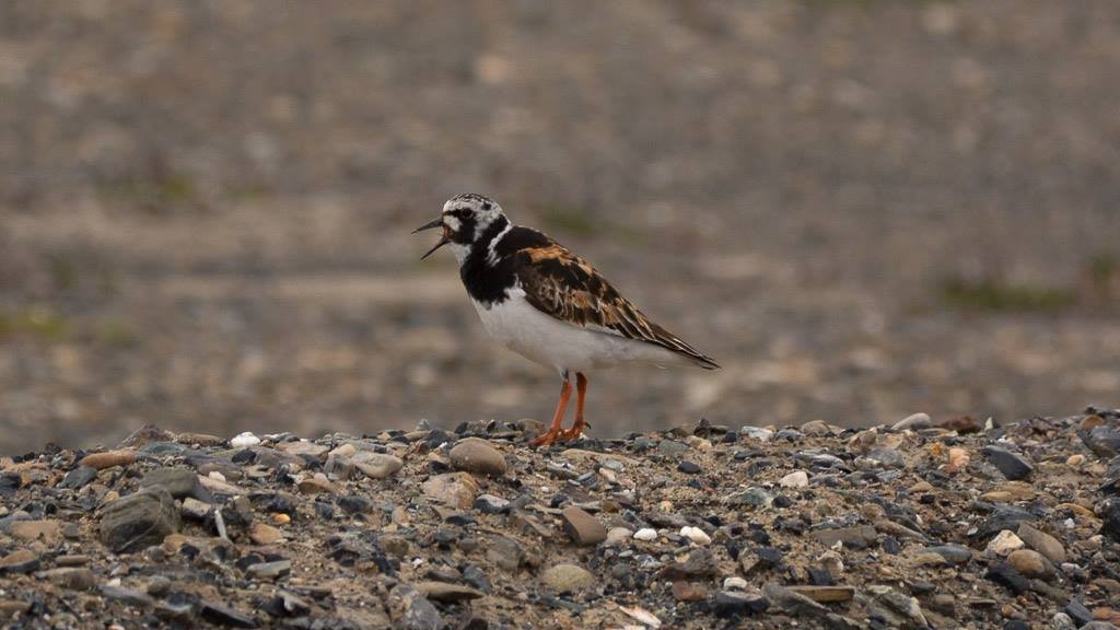 eBird Checklist - 1 Aug 2016 - Tanquary Fiord Base Camp - 1 species