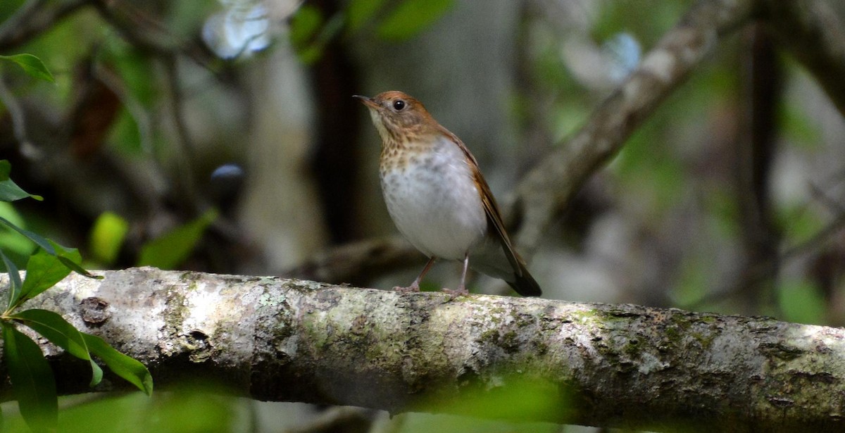 eBird Checklist - 24 Sep 2021 - Merritt Island NWR (Please consider ...
