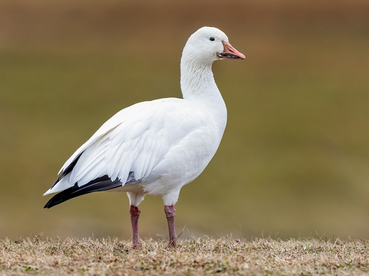 Snow Goose - Anser caerulescens - Birds of the World