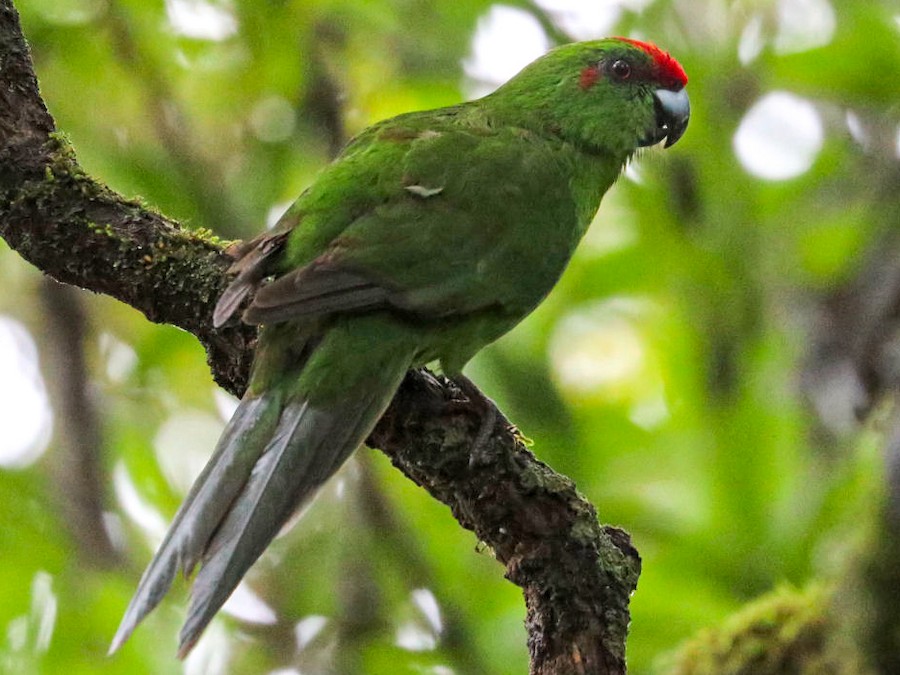 norfolkparakitt - eBird