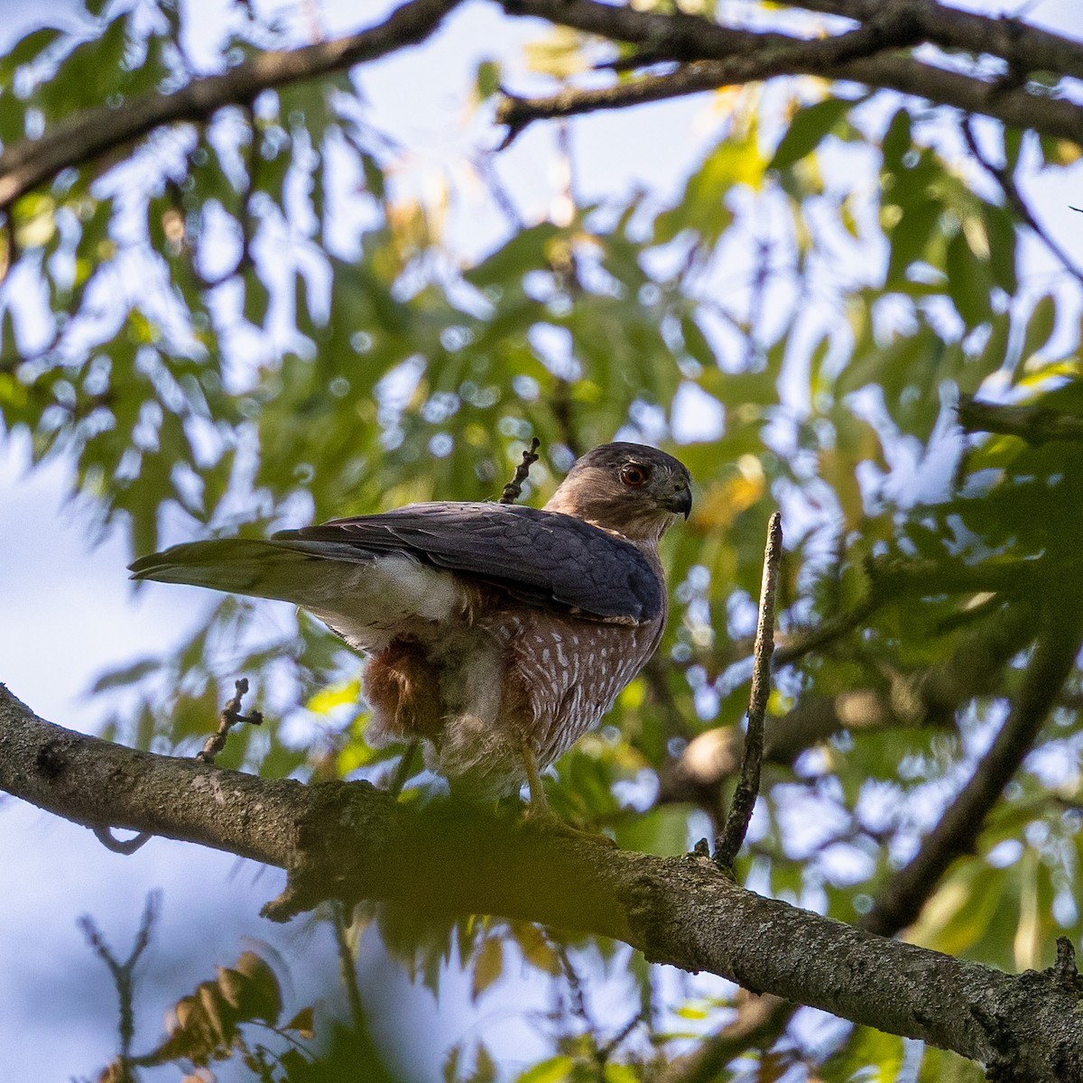 ML372643071 - Cooper's Hawk - Macaulay Library