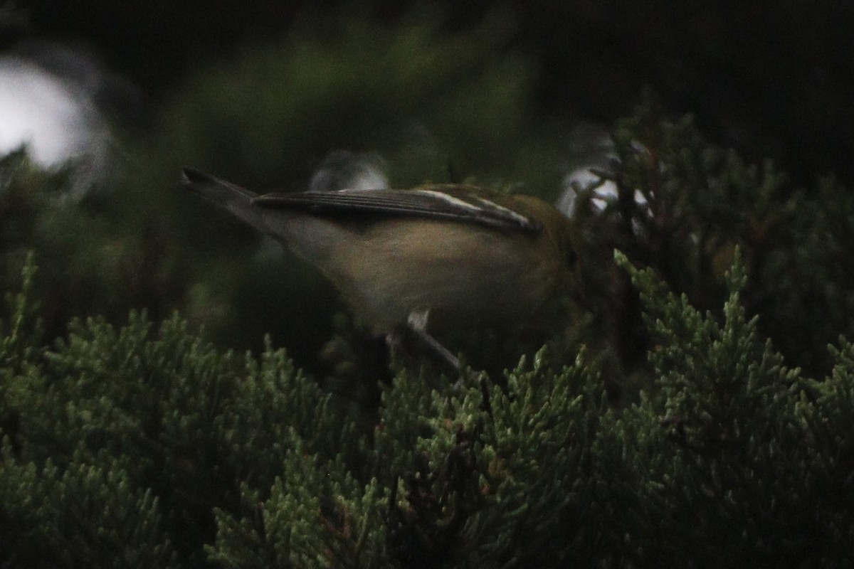eBird Checklist - 25 Sep 2021 - Pt. Reyes--Lighthouse - 30 species (+2 ...