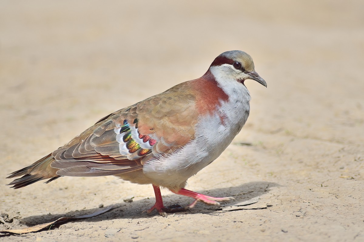 ML373210651 - Brush Bronzewing - Macaulay Library