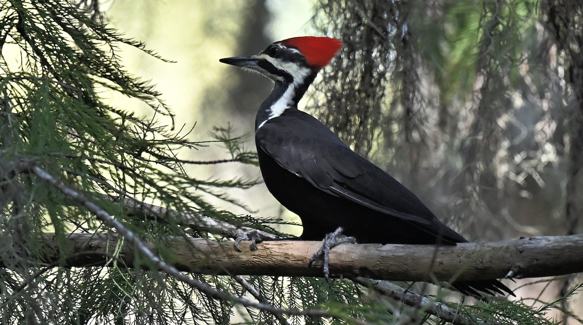 eBird Checklist - 28 Sep 2021 - Loxahatchee NWR - 22 species