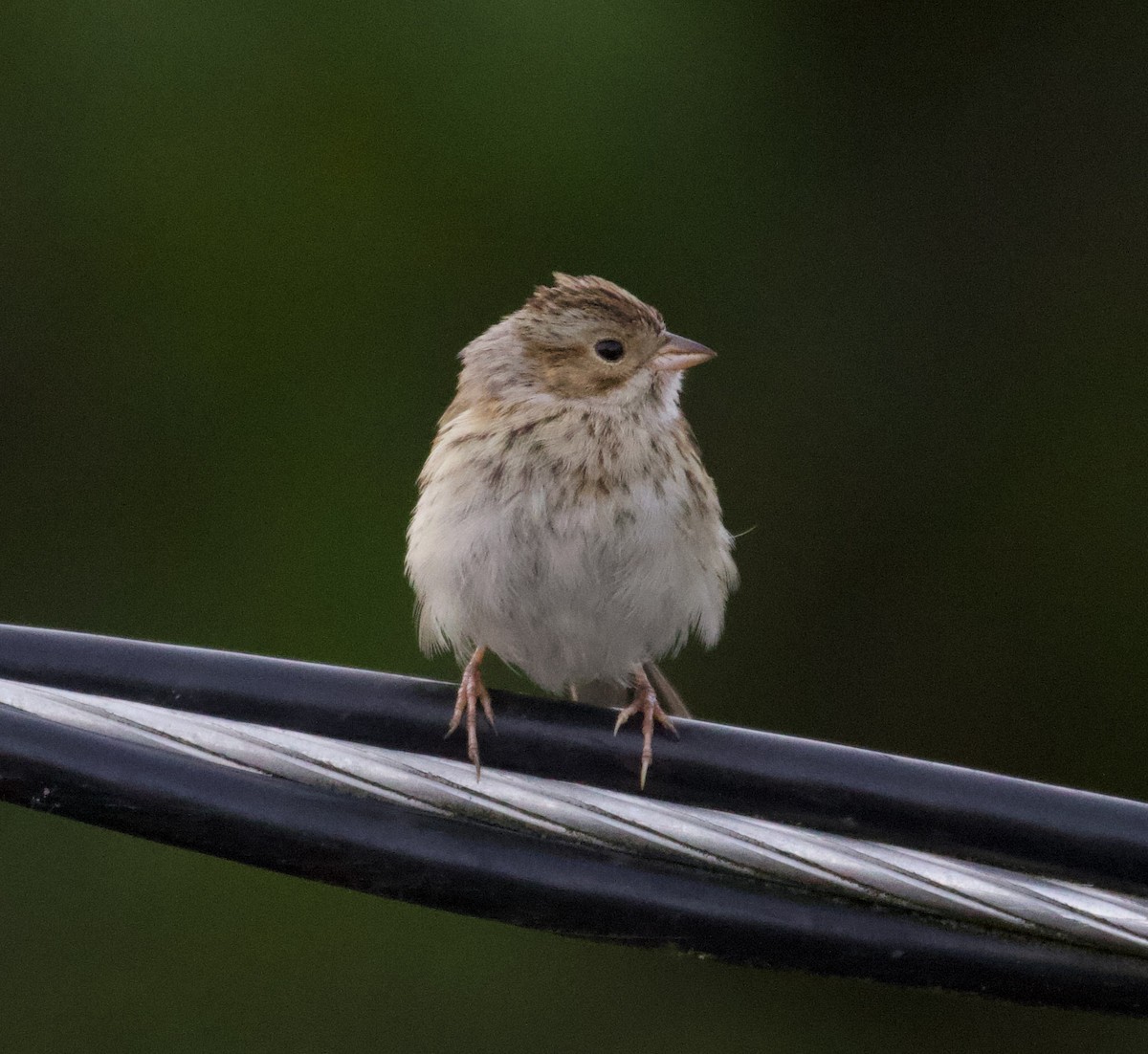ML374088851 - Clay-colored Sparrow - Macaulay Library