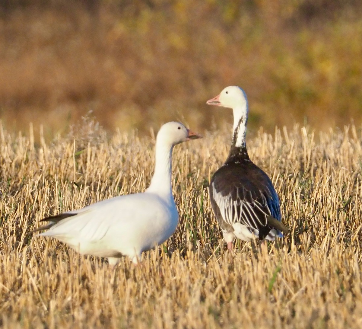 eBird Checklist - 1 Oct 2021 - Marcelin (General area) - 48 species