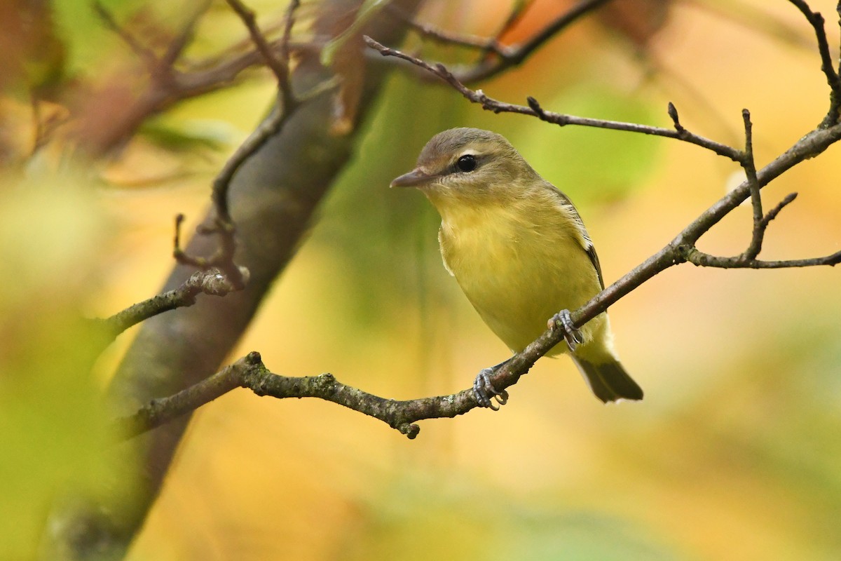 ML374751051 - Philadelphia Vireo - Macaulay Library