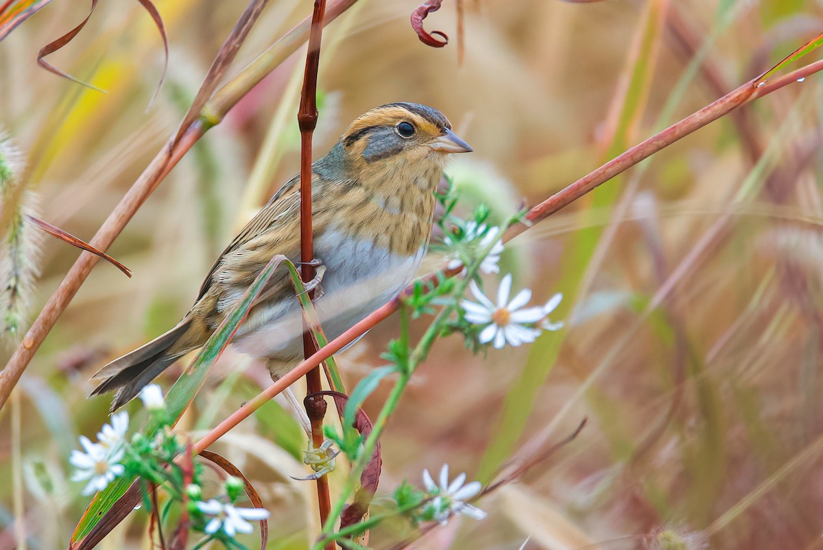 eBird Checklist - 3 Oct 2021 - Battelle Darby Creek Metro Park ...