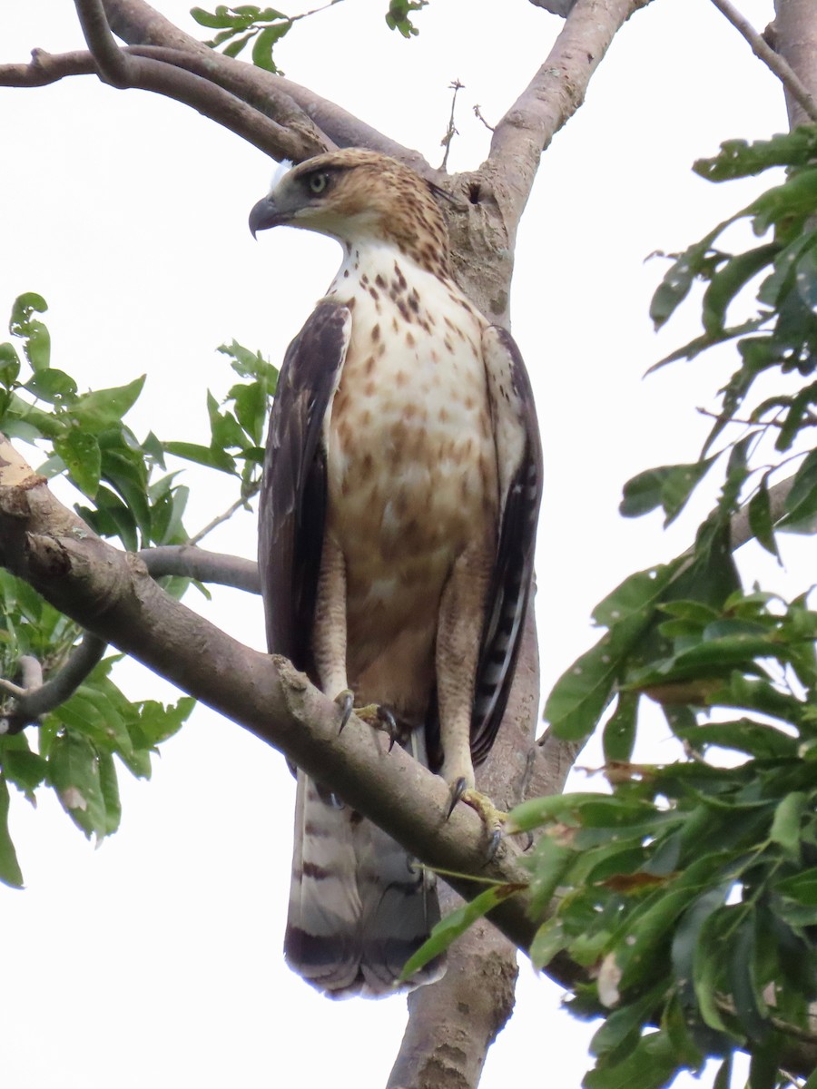 ML374884201 - Philippine Hawk-Eagle - Macaulay Library