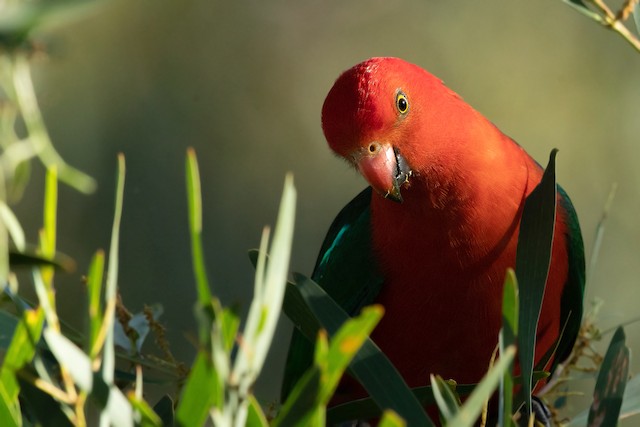 News - eBird Australia