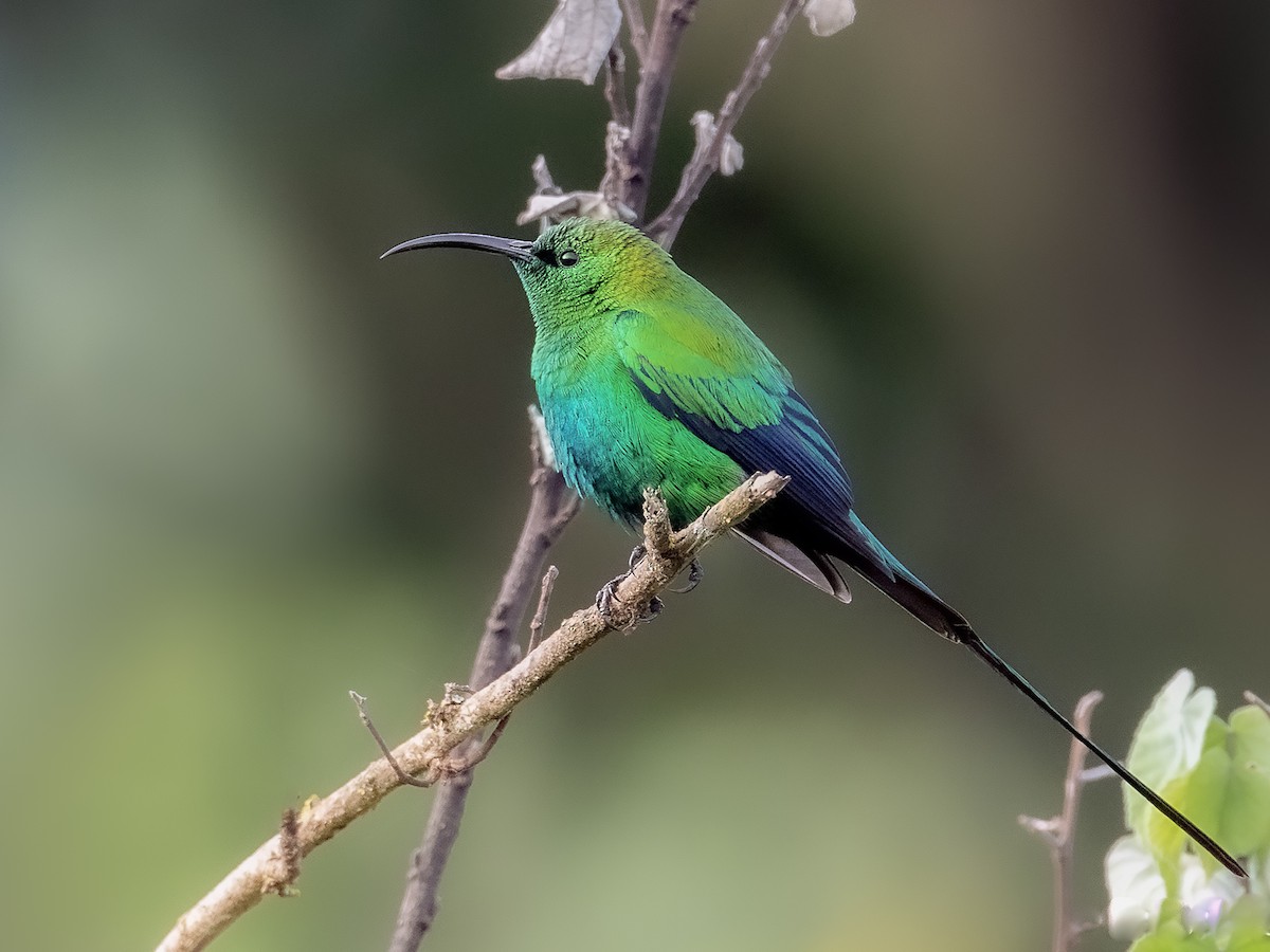Malachite Sunbird - Nectarinia famosa - Birds of the World