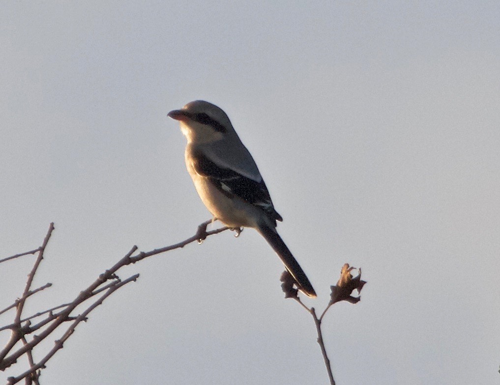 eBird Checklist - 16 Oct 2016 - Holme Dunes NWT NR and NNR - 15 species