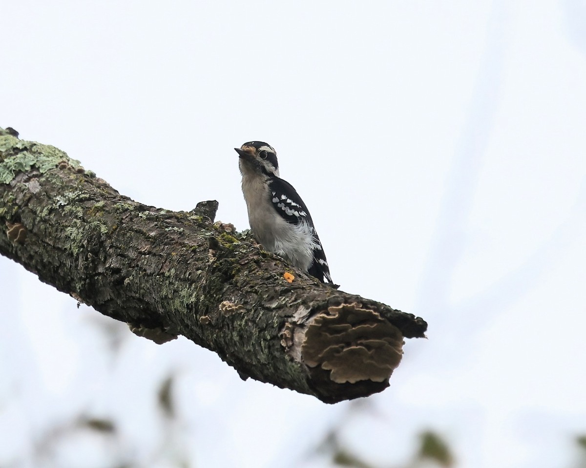 eBird Checklist - 5 Oct 2021 - Rushton Farm - 31 species (+1 other taxa)
