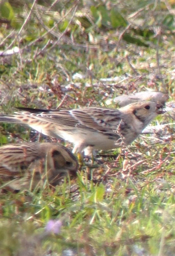 longspur sp. - eBird