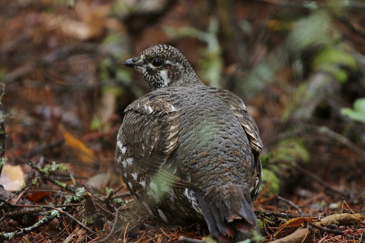 eBird Checklist - 2 Oct 2021 - Rainy River District, Ontario - 4 species