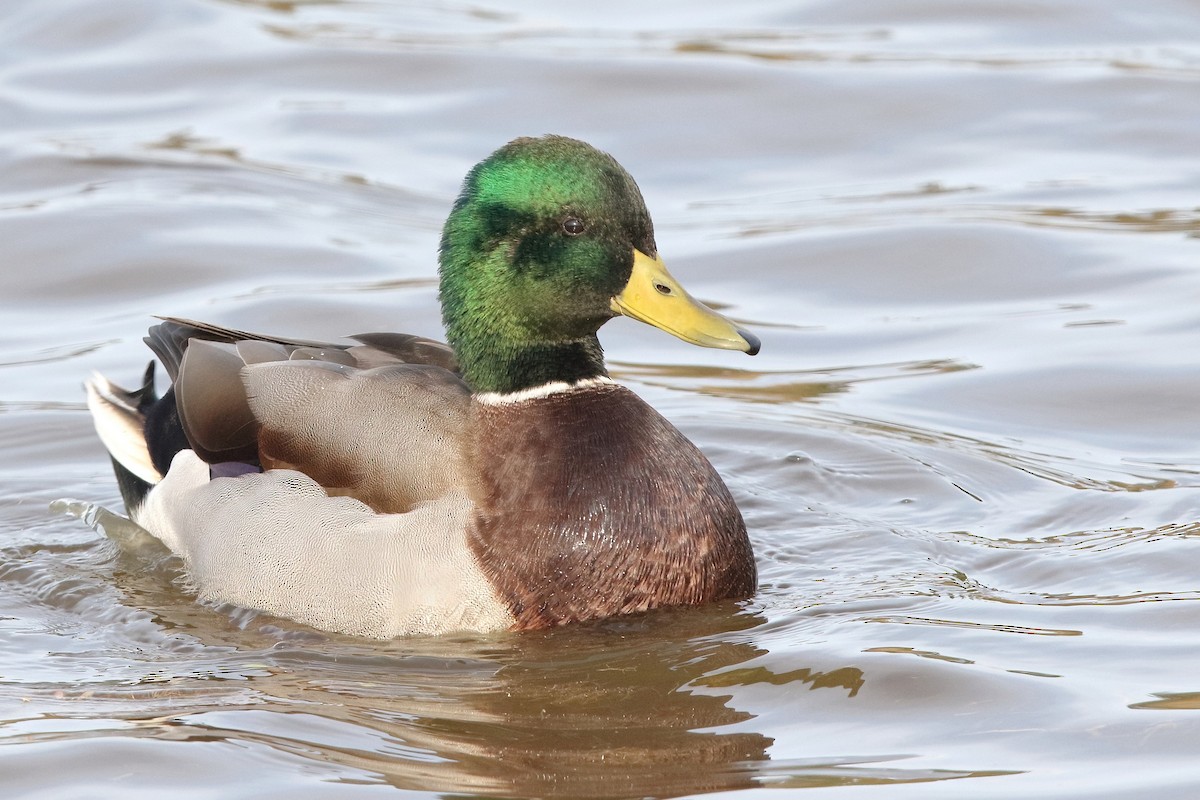 eBird Checklist - 9 Oct 2021 - Parker River NWR - 90 species (+4 other ...