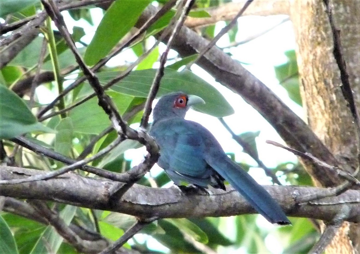 eBird Checklist - 9 Oct 2021 - 773 Jalan Muara, Salambigar, Bandar Seri ...