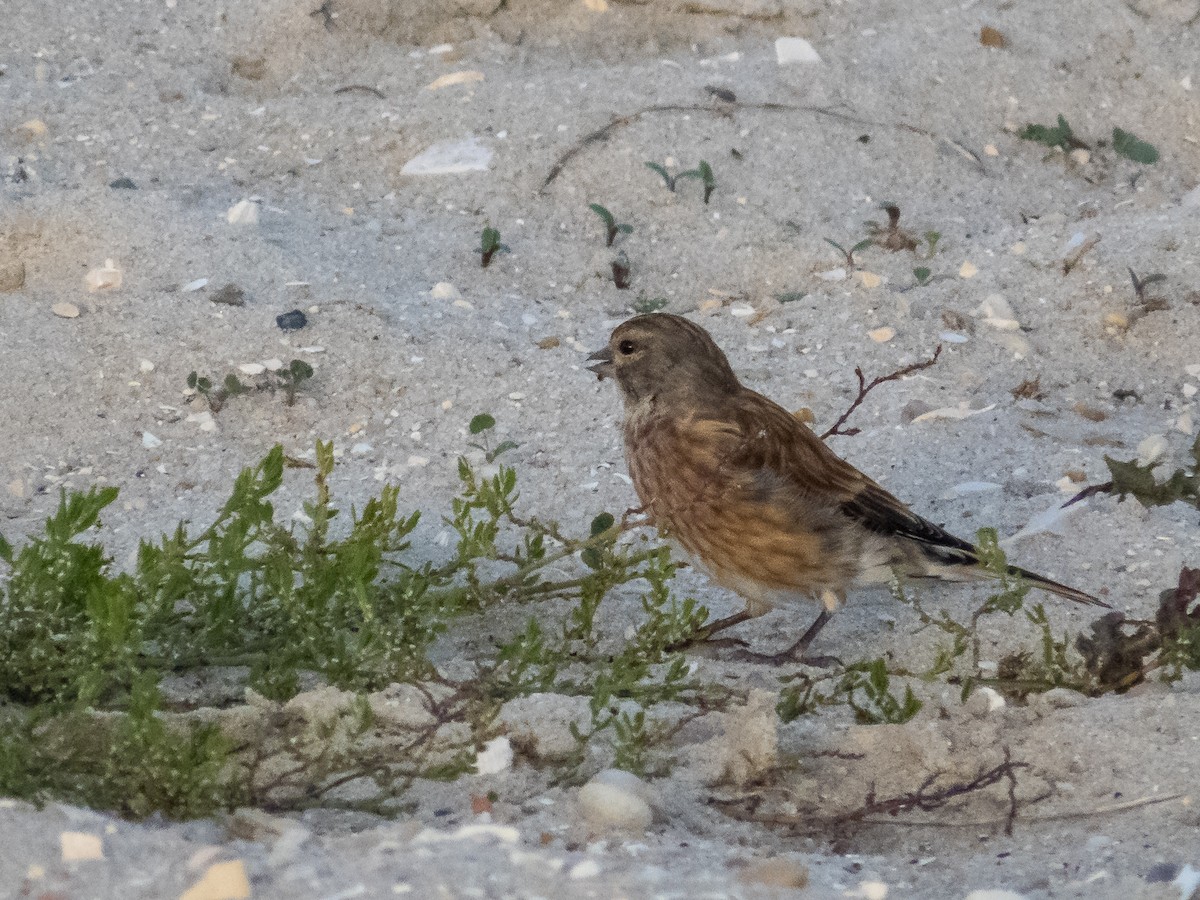 ML376922861 - Eurasian Linnet - Macaulay Library