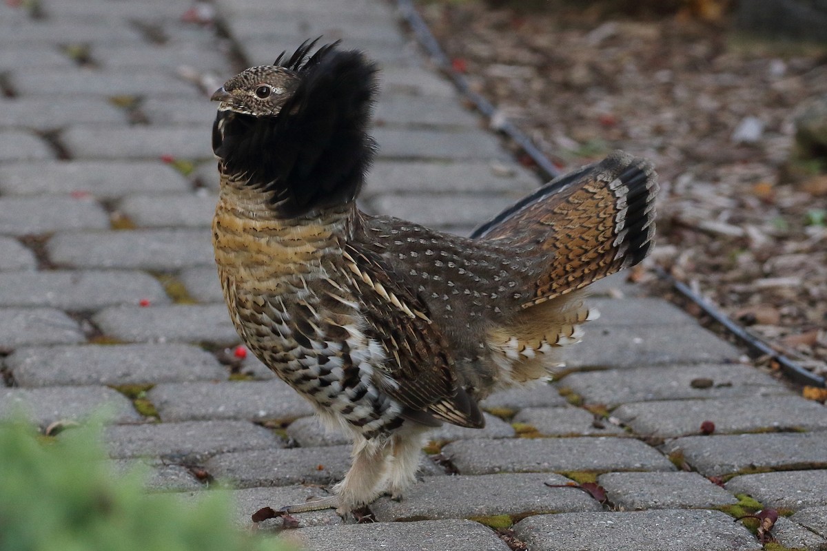 ML376956251 - Ruffed Grouse - Macaulay Library