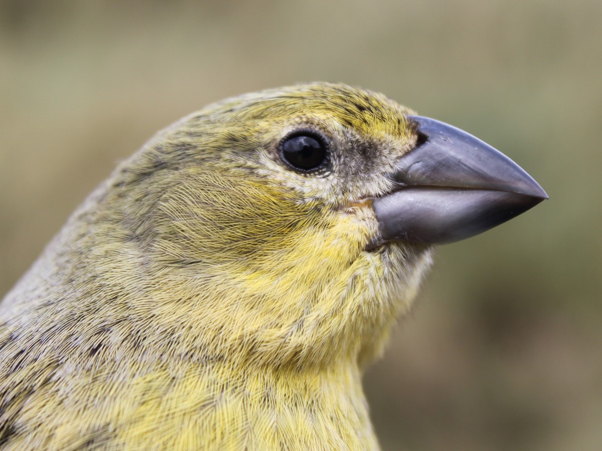 Photos - Inaccessible Island Finch - Nesospiza acunhae - Birds of the World