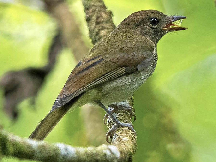 Green-backed Whistler - eBird