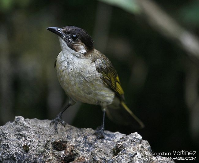 ML377752491 - Light-vented Bulbul (hainanus) - Macaulay Library