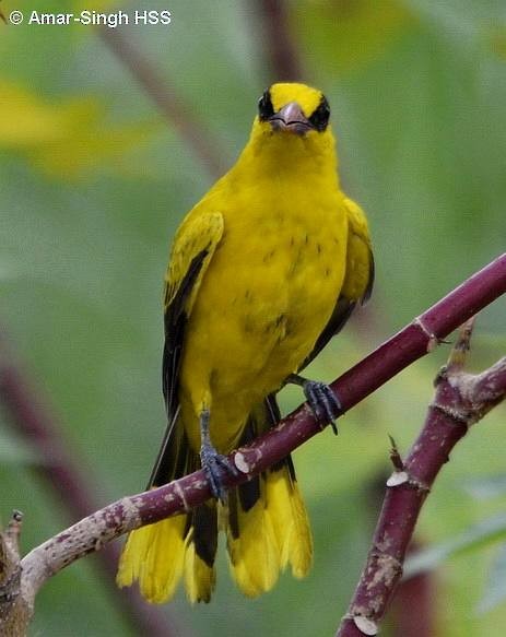 eBird Checklist - 13 Feb 2011 - Ulu Kinta Forest Reserve - 1 species