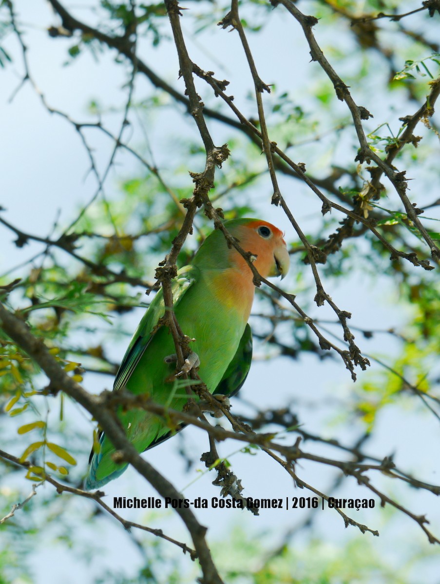ML37809141 - Rosy-faced Lovebird - Macaulay Library