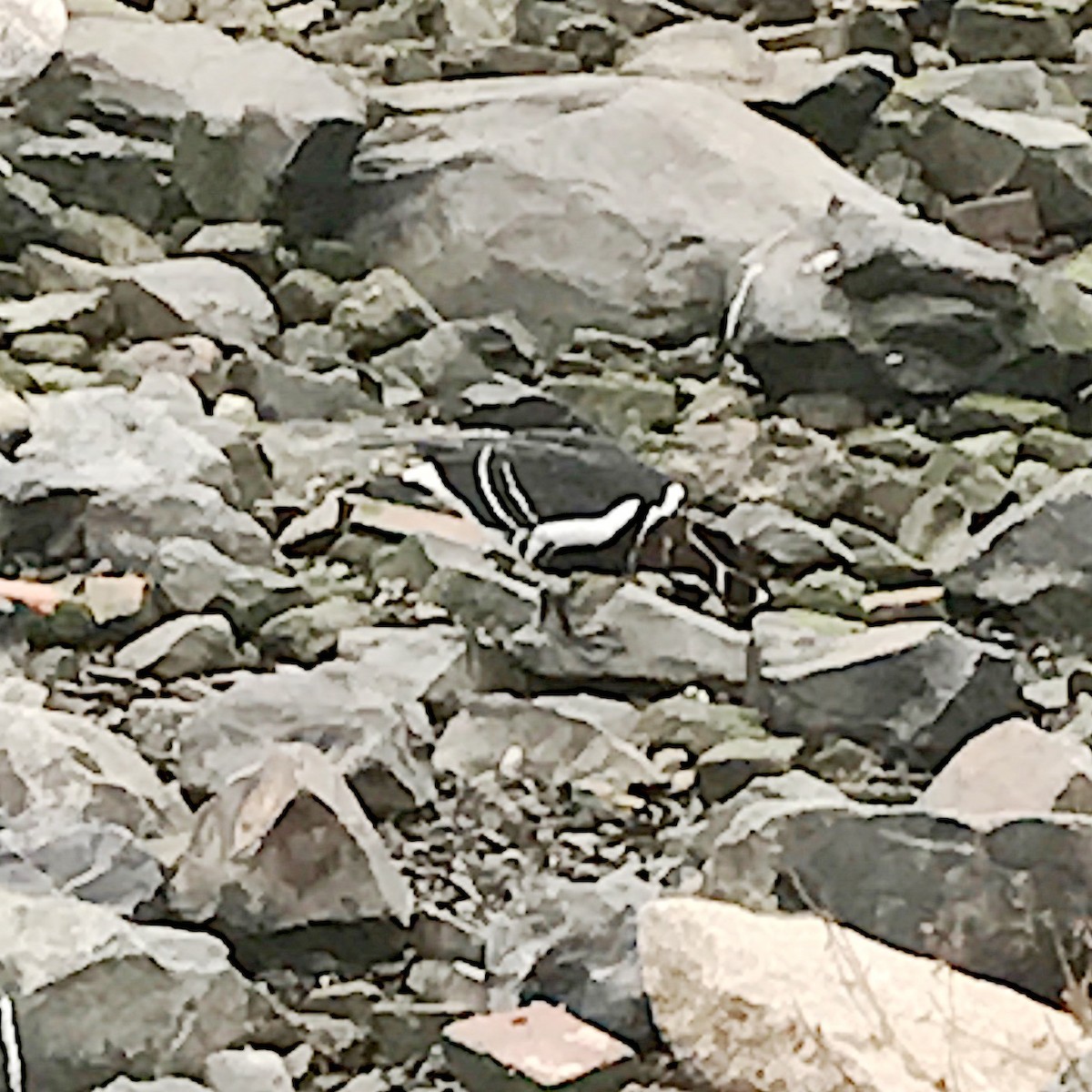 eBird Checklist - 20 Oct 2016 - Staten Island ferry - 1 species
