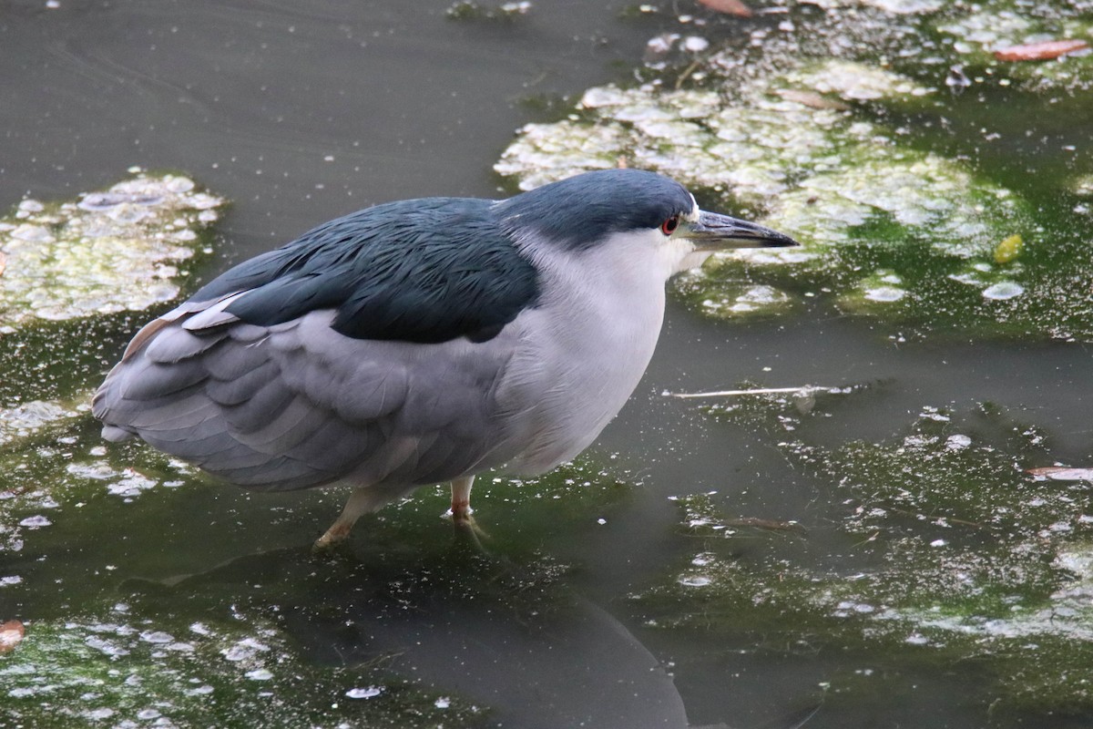eBird Checklist - 13 Oct 2021 - Tilden Regional Park--Lake Anza - 22 ...