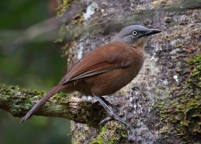 ML378804701 - Ashy-headed Laughingthrush - Macaulay Library