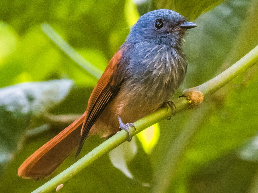 Tablas Fantail - eBird