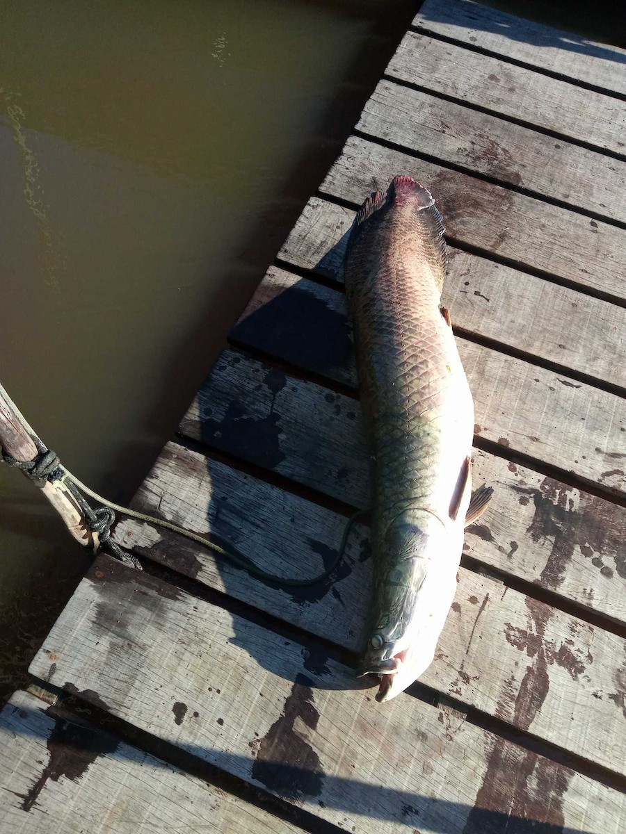 ML379100901 - Paiche - Macaulay Library