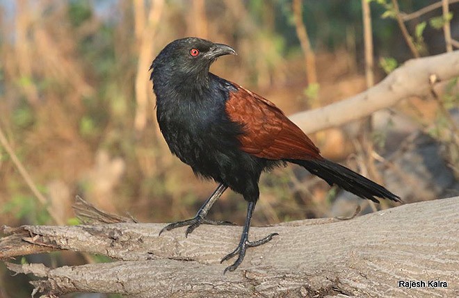 eBird Checklist - 18 Feb 2018 - Okhla Bird Sanctuary - 5 species