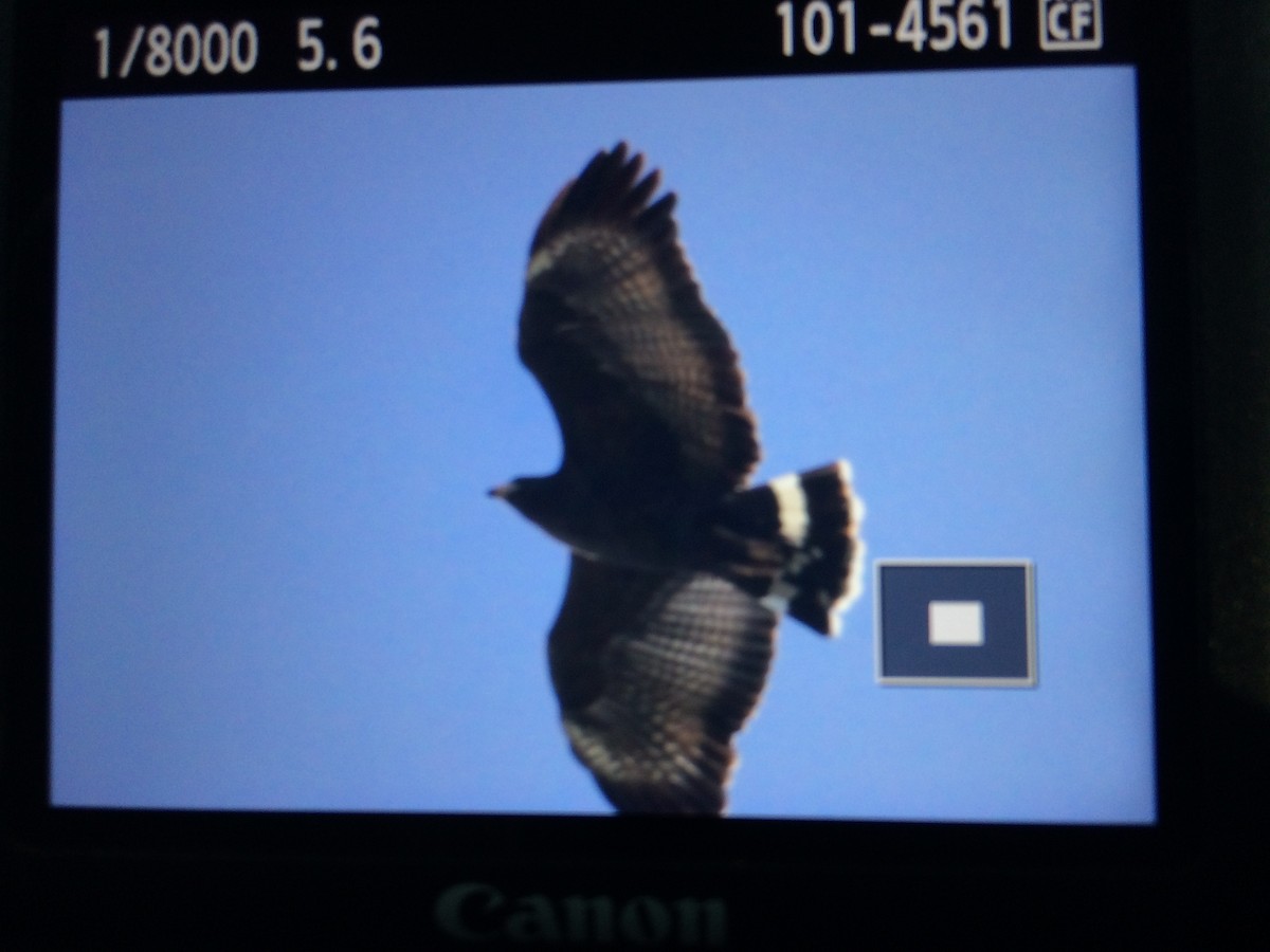 eBird Checklist - 22 Oct 2016 - Smith Point--Candy Abshier WMA (UTC 048 ...
