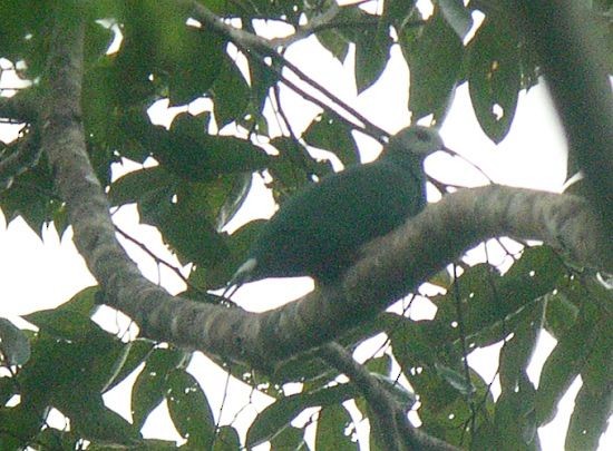ML379500721 - Pink-bellied Imperial-Pigeon - Macaulay Library