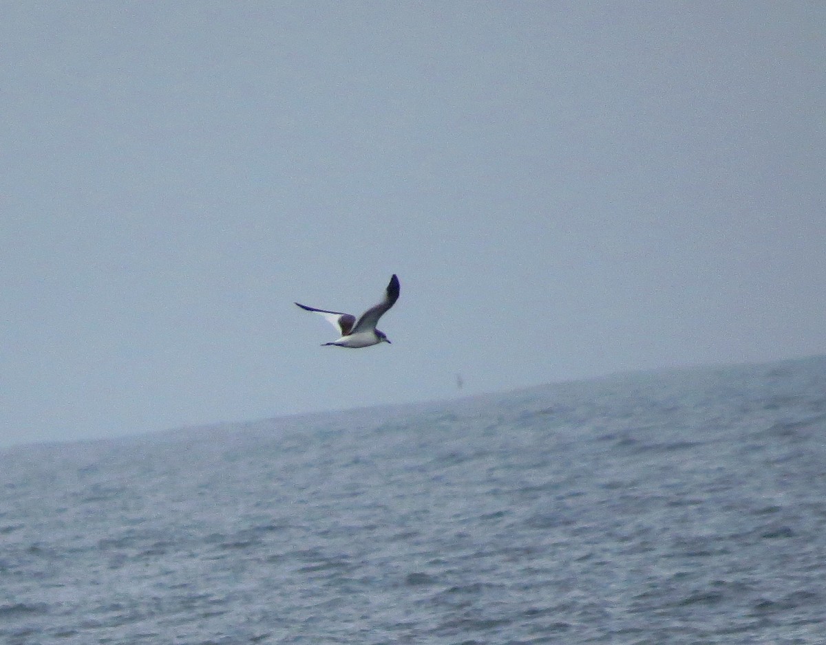 eBird Checklist - 22 Oct 2016 - Stellwagen Bank NMS - 12 species (+1 ...
