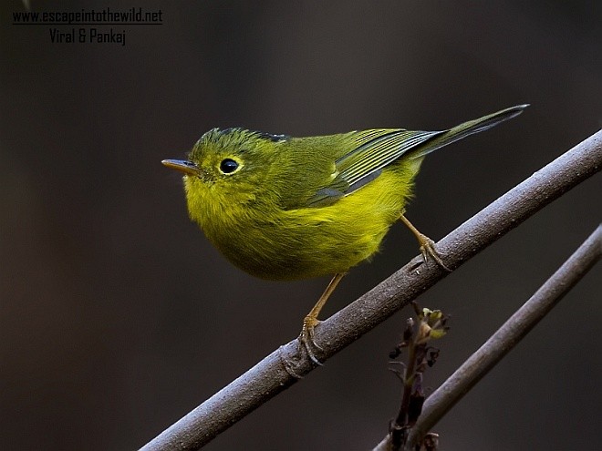 ML379694721 - Whistler's Warbler - Macaulay Library