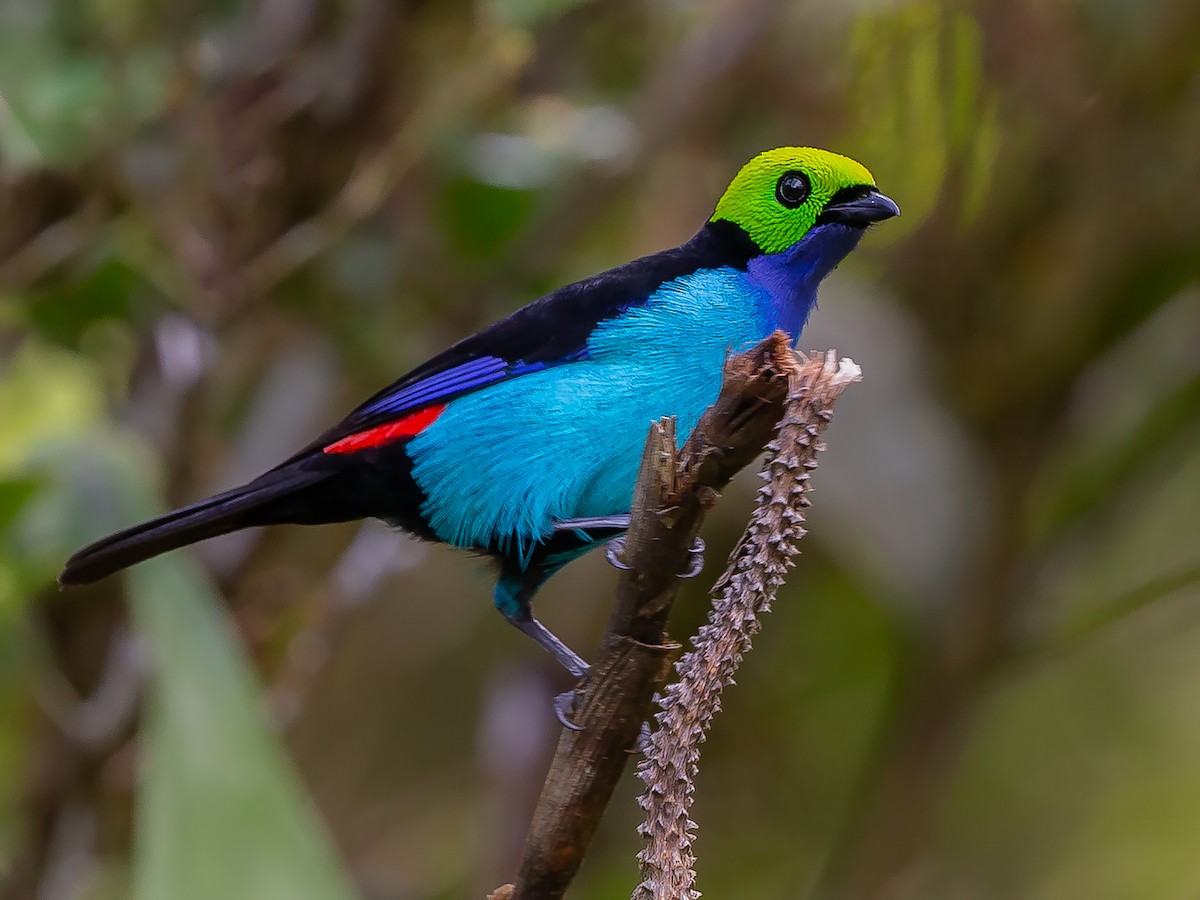 Paradise Tanager - Tangara chilensis - Birds of the World