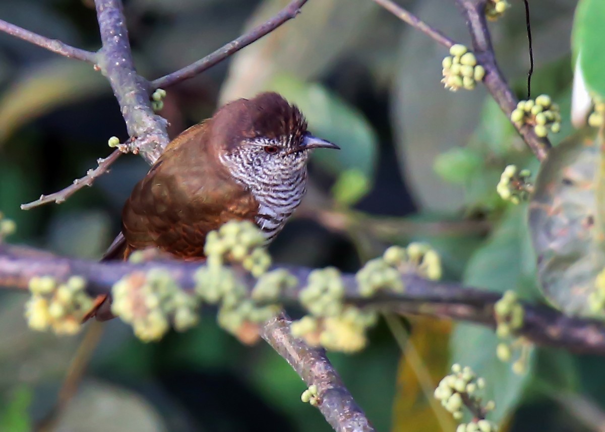eBird Checklist - 20 Mar 2018 - Satchari NP - 73 species