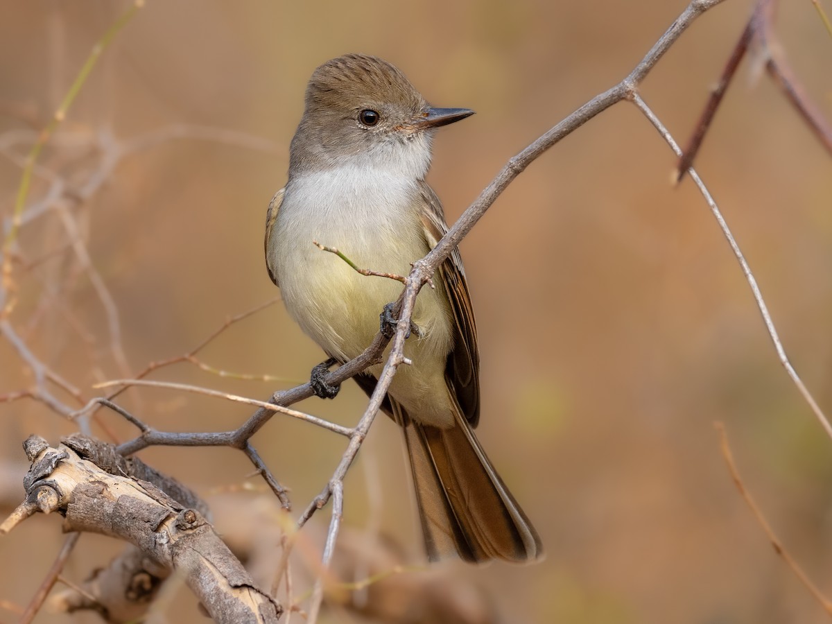 Nutting's Flycatcher - Myiarchus nuttingi - Birds of the World
