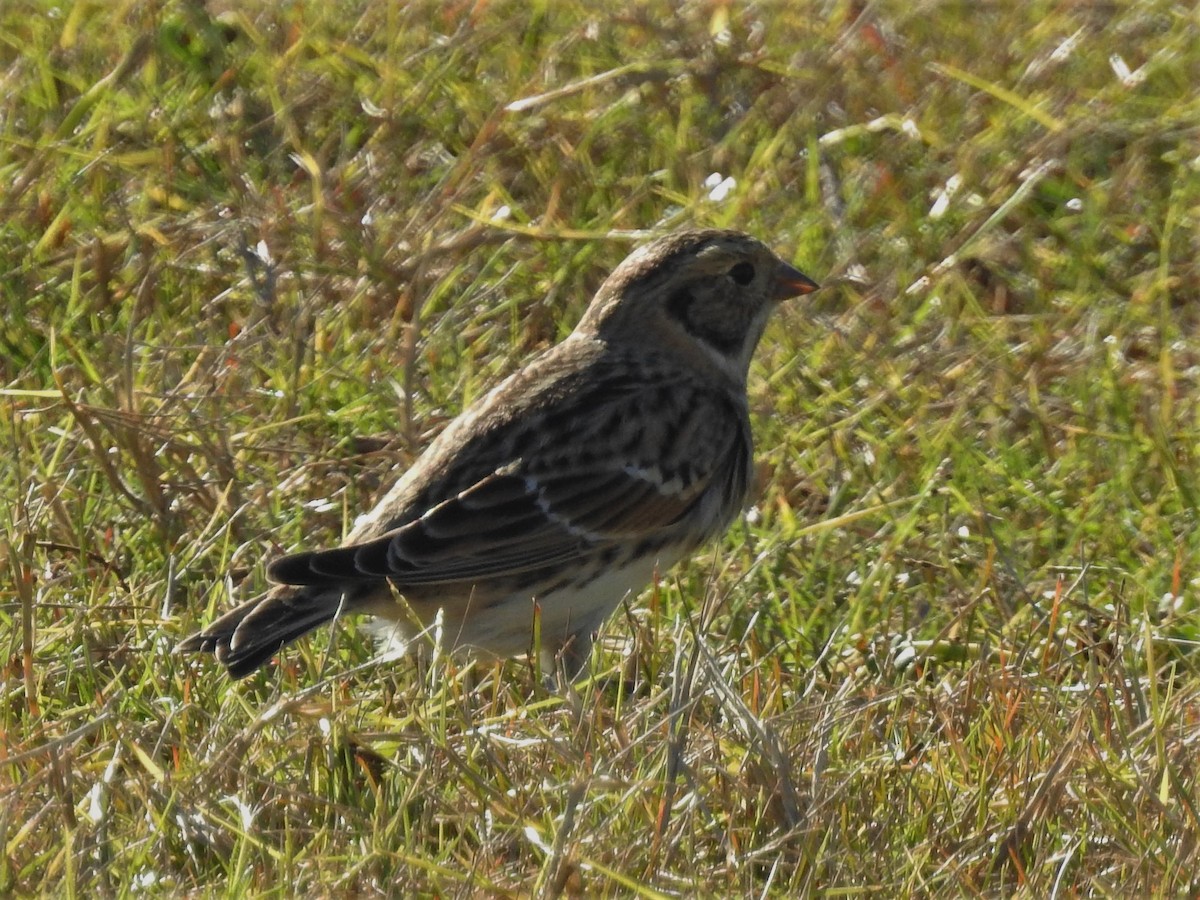 North Carolina Bird Atlas Checklist - 18 Oct 2021 - Ferry Terminal ...