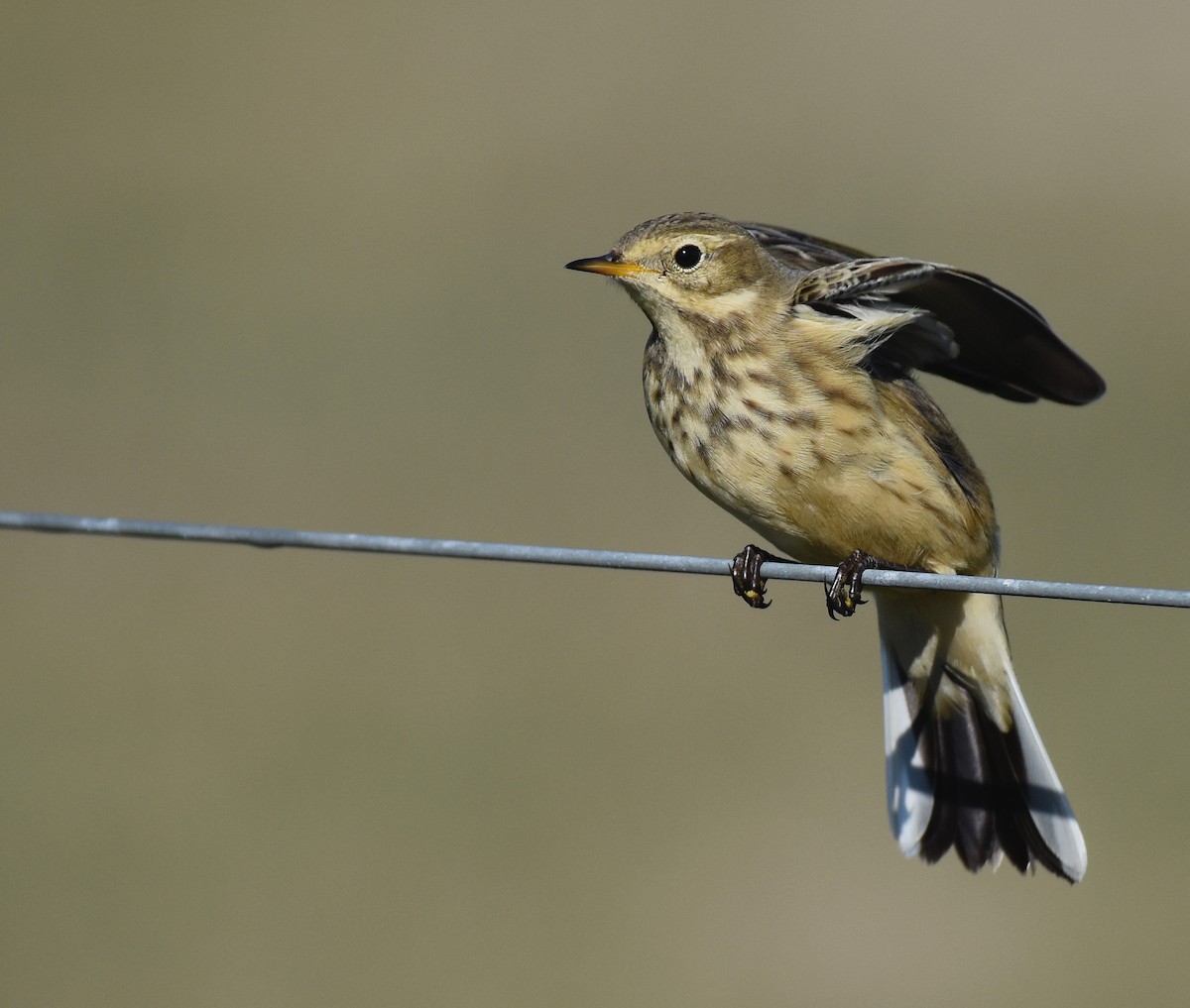 eBird Checklist - 16 Oct 2021 - Arcata Bottoms--V St. Loop - 36 species