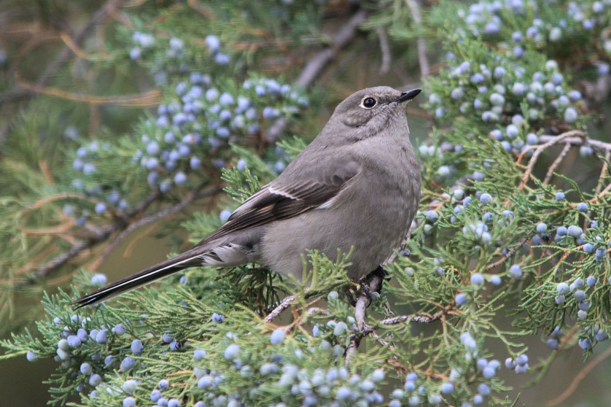 Townsend's Solitaire - Myadestes townsendi - Media Search - Macaulay ...