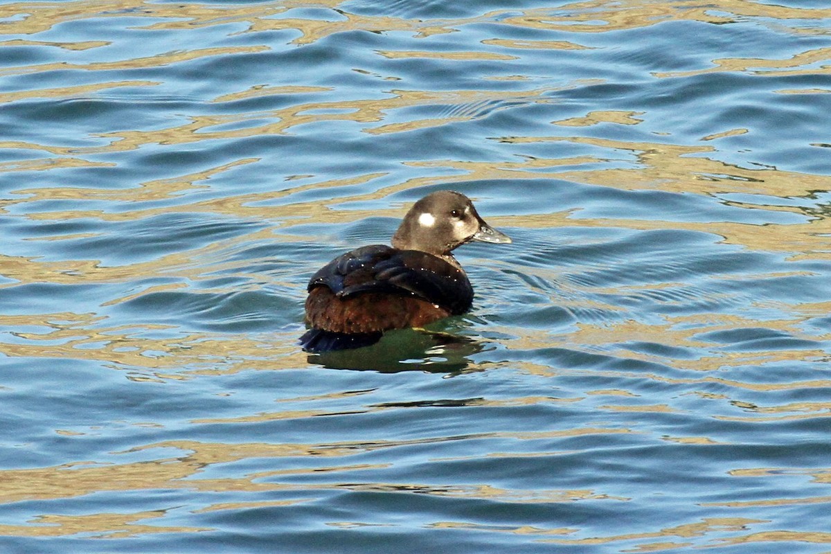 eBird Checklist - 19 Oct 2021 - Quesnell Bridge - 6 species (+1 other taxa)