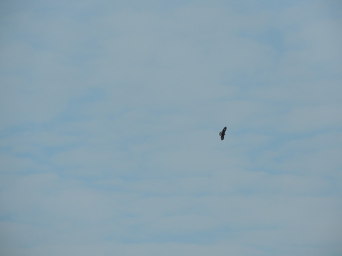 ML38108231 - Golden Eagle - Macaulay Library