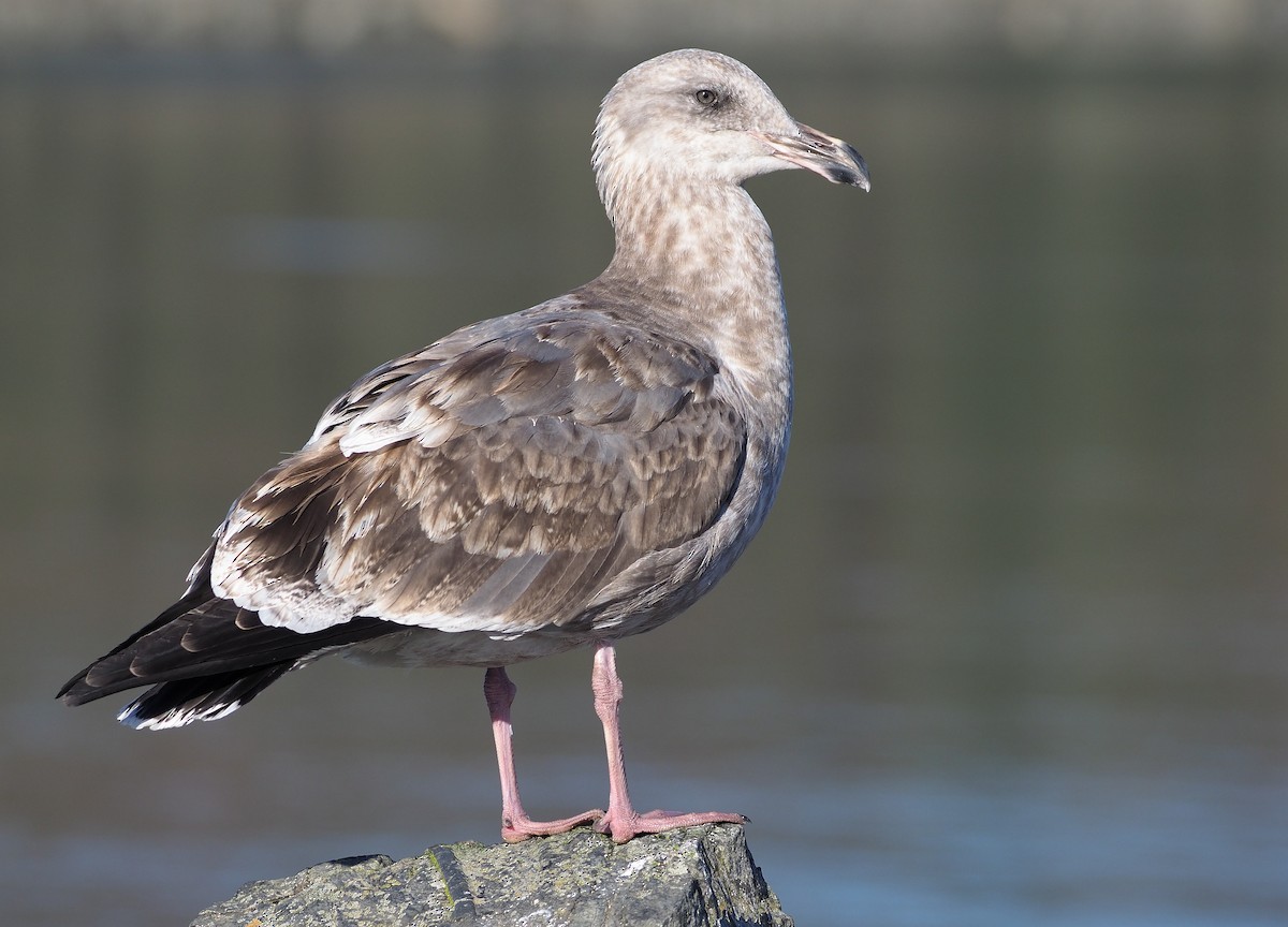 ML381271121 - Western Gull - Macaulay Library